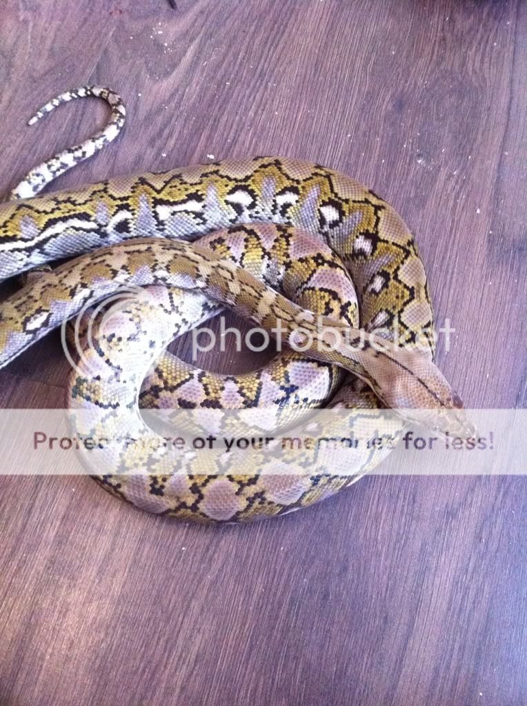 Reticulated python locallity ? | Reptile Forums