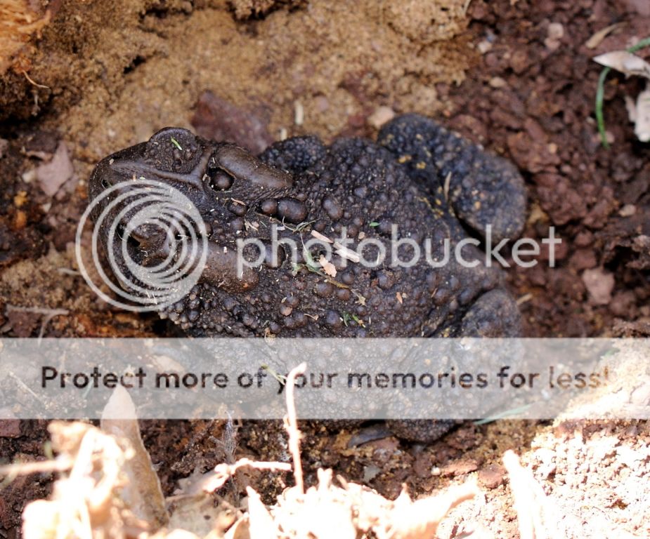 Any ideas on how to find a Toad in NJ? (live, activities) - New Jersey ...