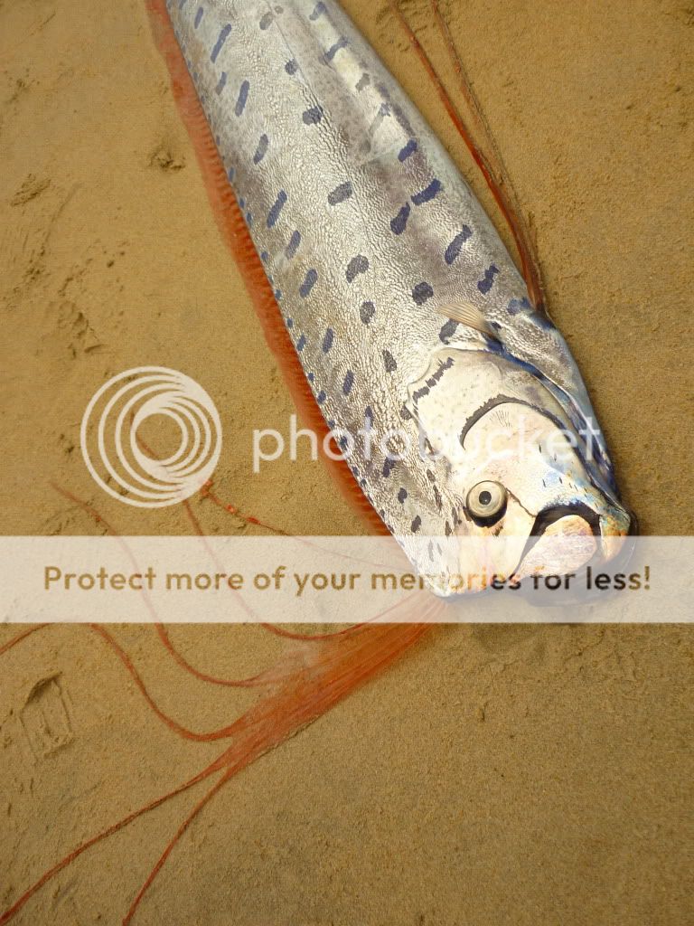 oarfish | [組圖+影片] 的最新詳盡資料** (必看!!) - www.go2tutor.com
