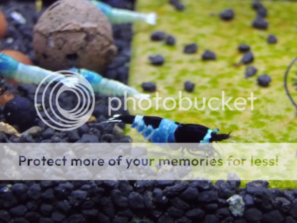 Shadow Panda update - Taiwan Bee Shrimp - Caridina mariae x logemanni ...